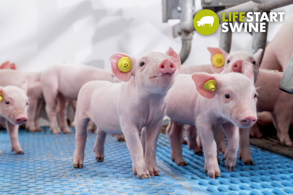 Tips To Keep More Baby Pigs Alive - Trouw Nutrition