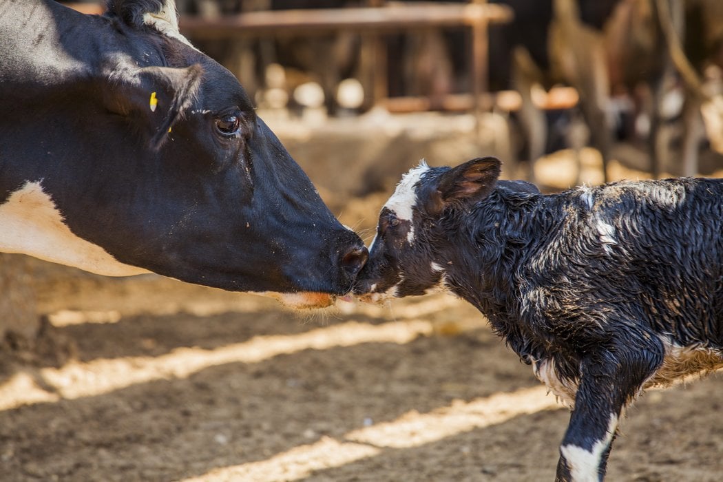 Dairy cow lactation transition - Trouw Nutrition Dairy cow lactation transition - Trouw Nutrition