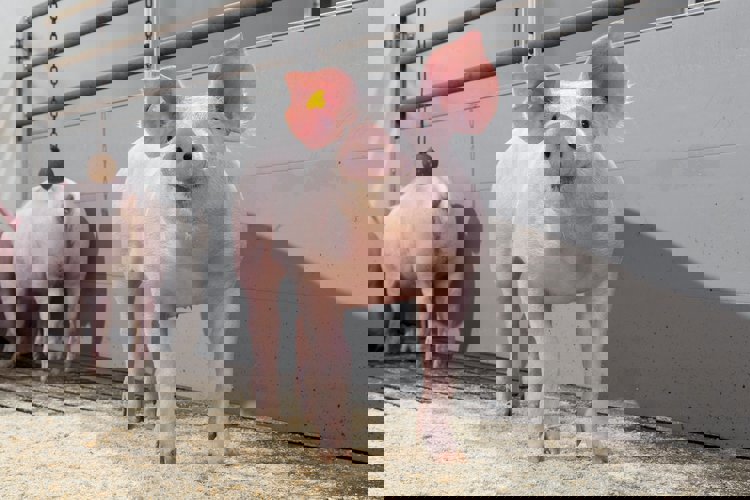 Grower-finishers - Trouw Nutrition