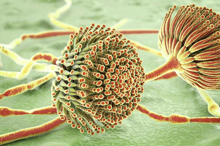 Managing mycotoxin risk in layers - Trouw Nutrition