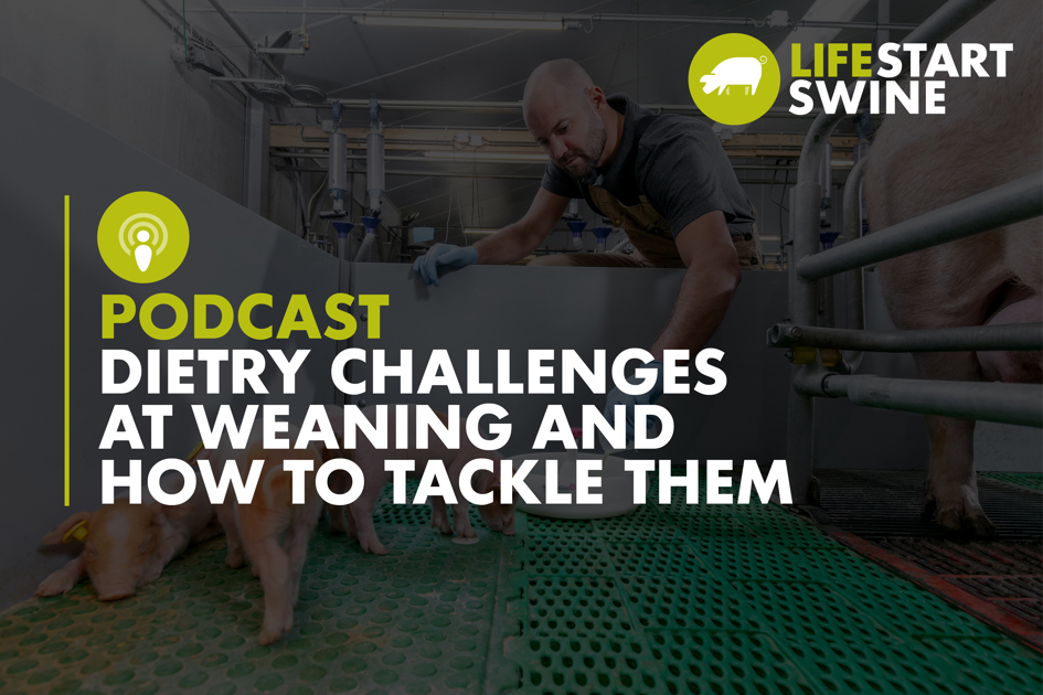 Dietary Challenges At Weaning And How To Tackle Them | LifeStart Swine ...