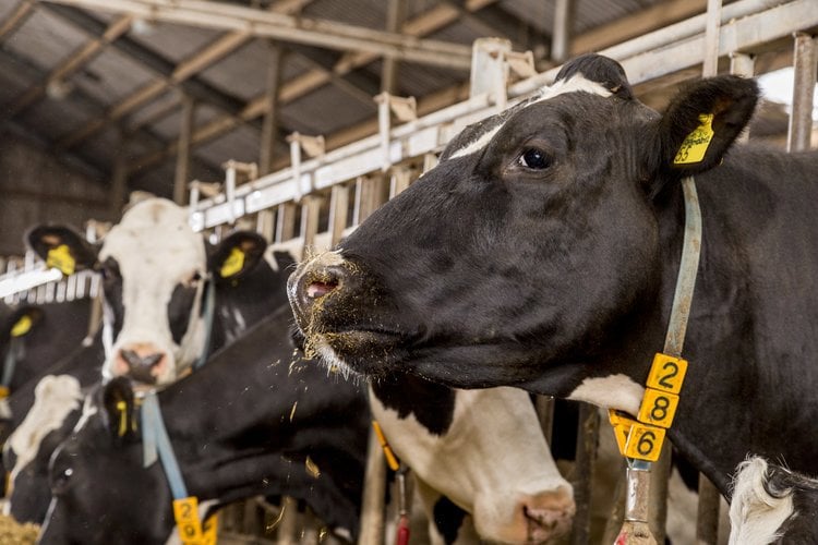 Enhancing cow health and fertility - Trouw Nutrition Enhancing cow health and fertility - Trouw Nutrition