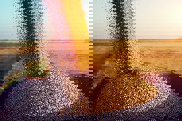 Optimal diets for optimised layer performance - Trouw Nutrition