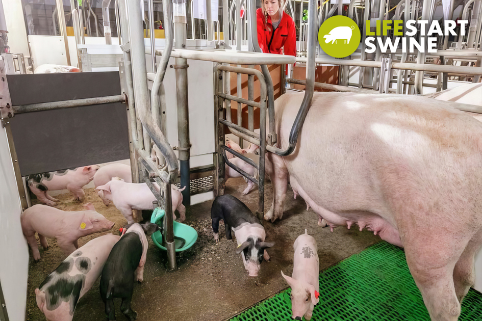 Precision Sow Nutrition For Optimal Piglet Performance - Trouw Nutrition
