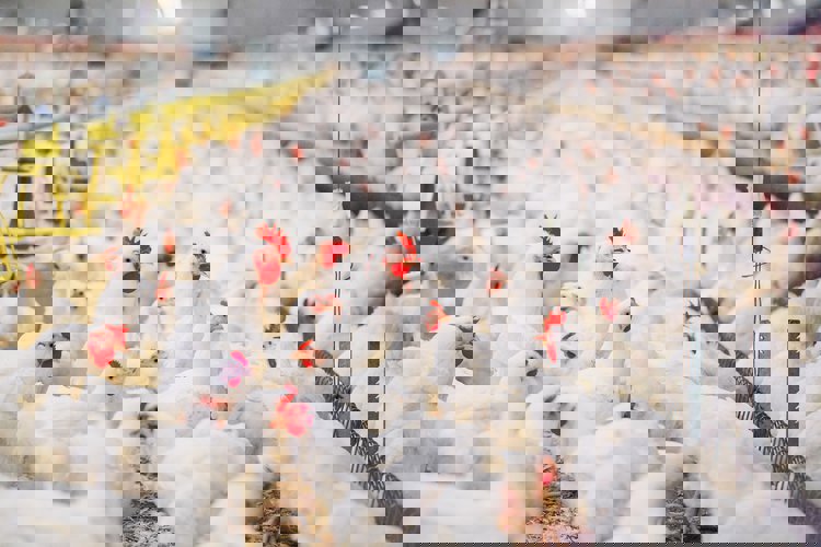 Poultry - Trouw Nutrition